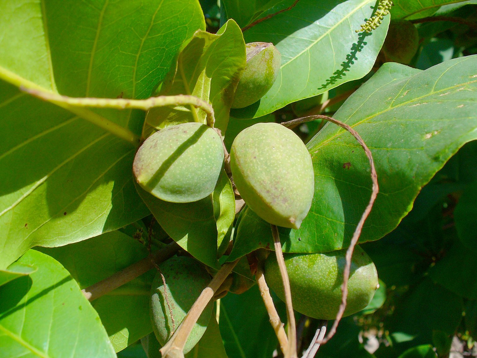 Terminalia catappa – Sub Unidad Ambiental